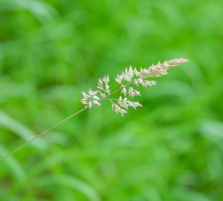 Wild gras in het gazon: herkennen & verwijderen | MOOWY