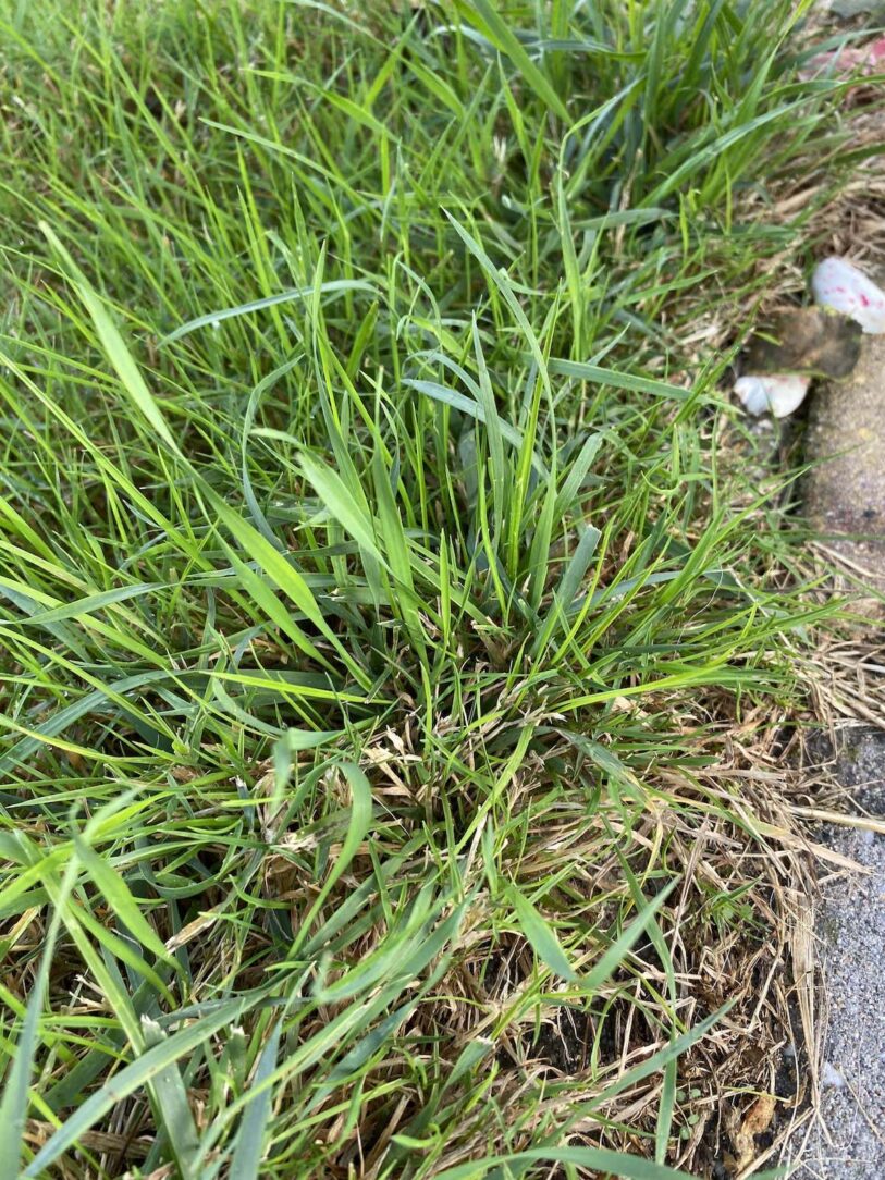 Wild gras in het gazon: herkennen & verwijderen | MOOWY