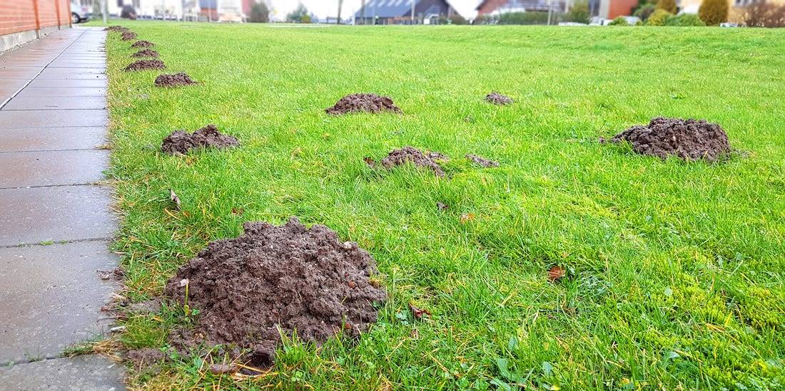 Mollen in de tuin: bestrijden, vangen & voorkomen | MOOWY