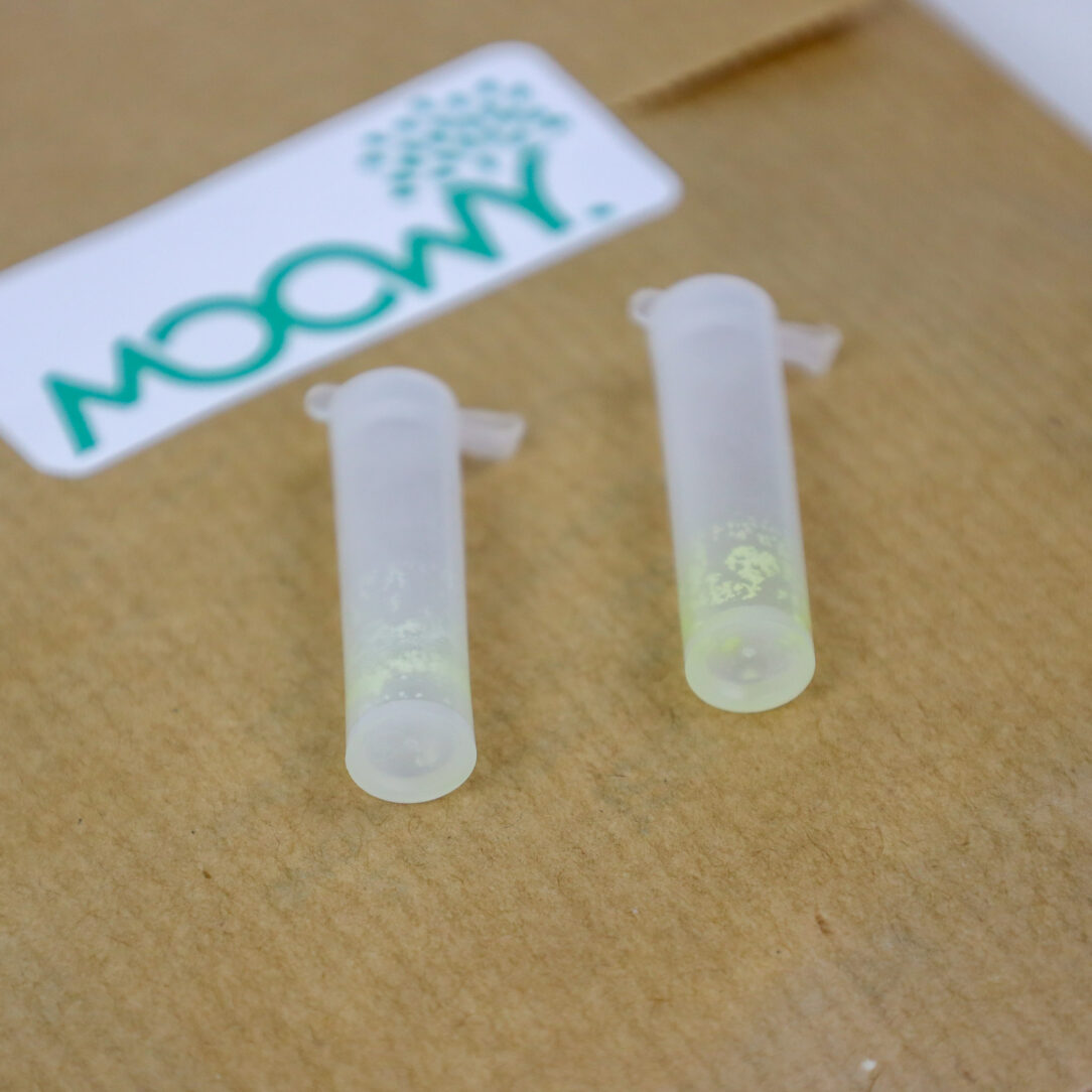 Feromoonval buxusmot navulling kopen? - Snel geleverd | MOOWY