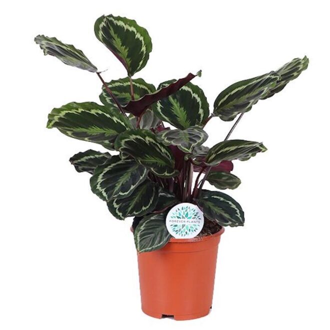 De Calathea (Pauwenplant): Verzorging & Onderhoud | MOOWY
