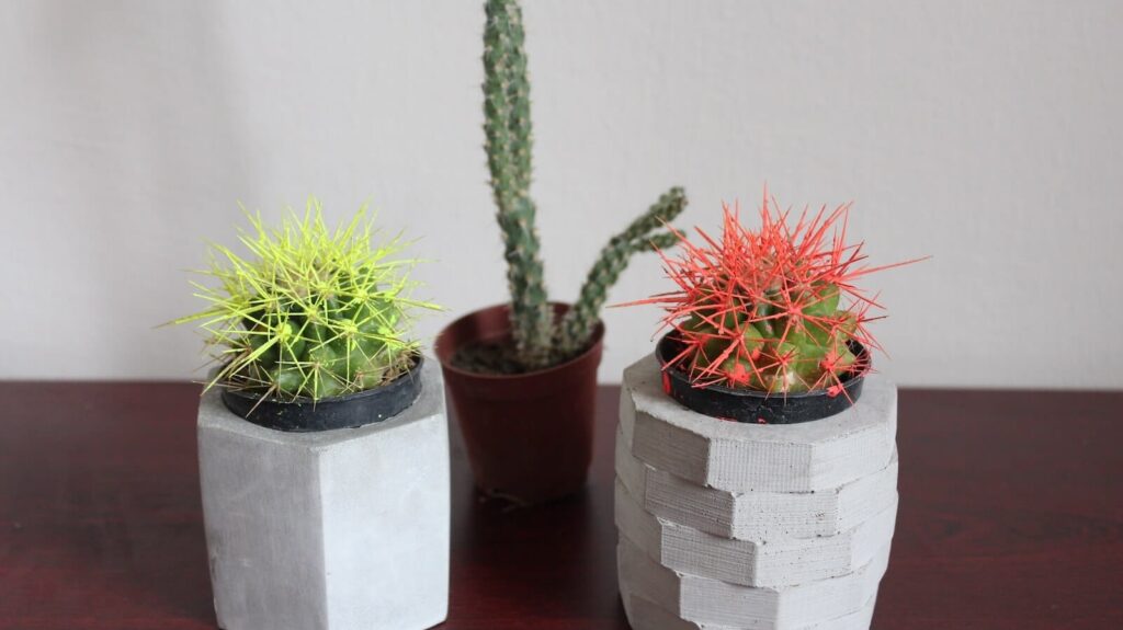 Cactus Planten en Verzorgen: De Complete Gids | MOOWY