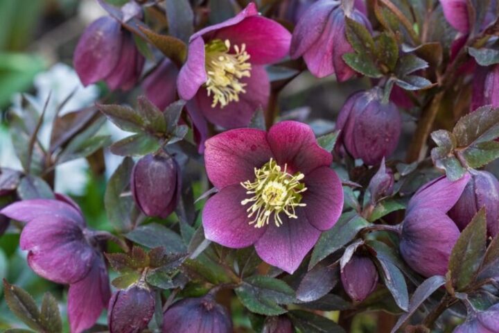 Helleborus Planten en Verzorgen: Een Complete Gids